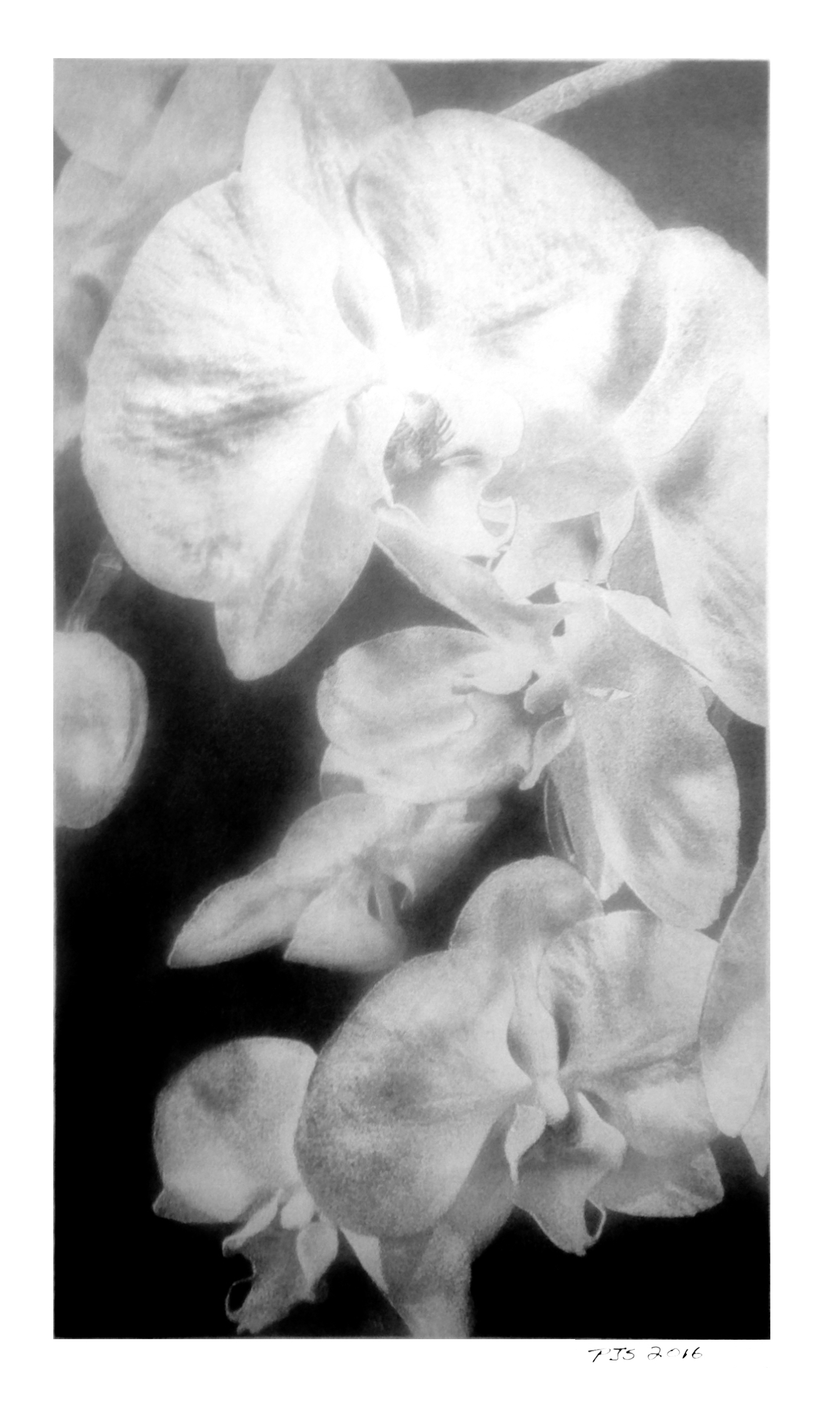 orchid – Bromoil Prints by PJ Sturdevant